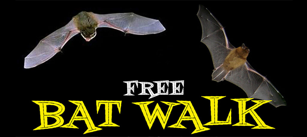Bat Walks - Friends of West Ham Park